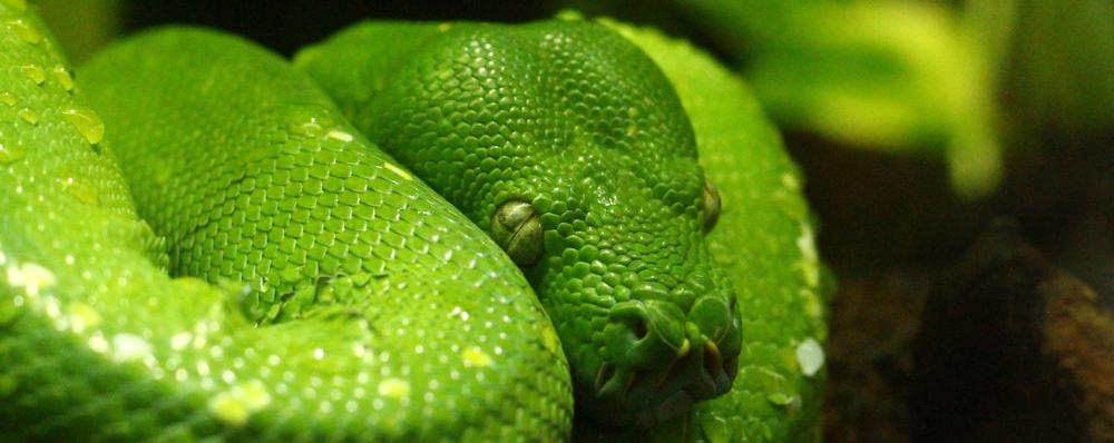 Python Courses South Africa | Jumping Bean