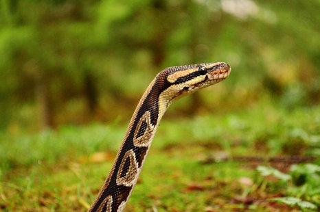 Python Courses South Africa | Jumping Bean