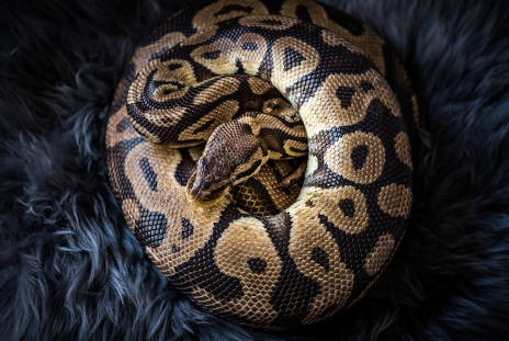 Python Courses South Africa | Jumping Bean