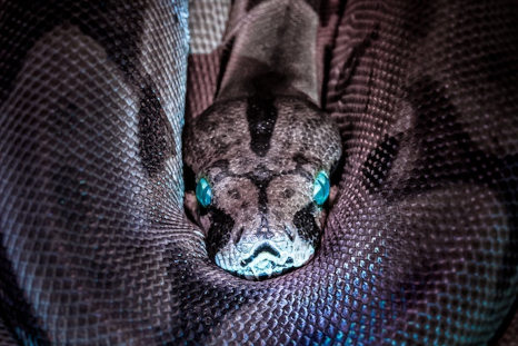 Python Courses South Africa | Jumping Bean - Python Academy