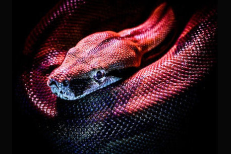 Python Courses South Africa | Jumping Bean