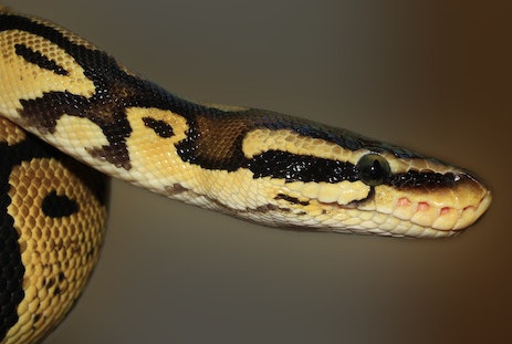 Python Courses South Africa | Jumping Bean